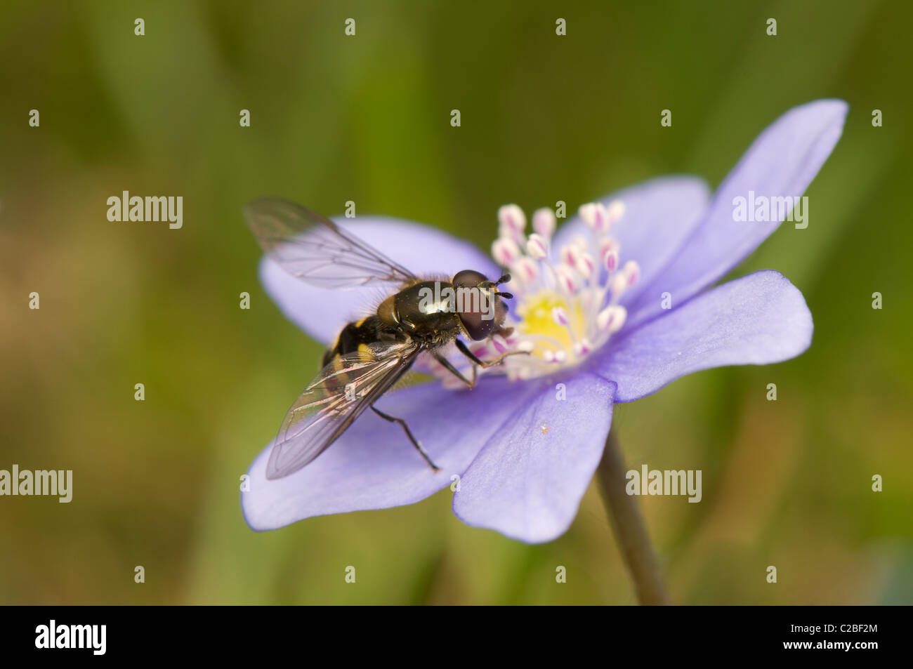 Melangyna hi-res stock photography and images - Alamy
