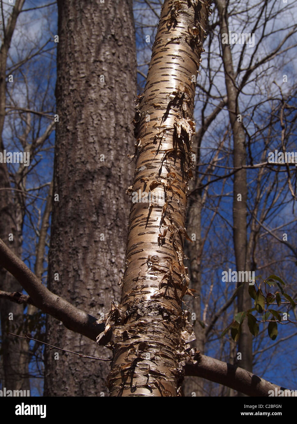 Scenery peeling bark hi-res stock photography and images - Alamy