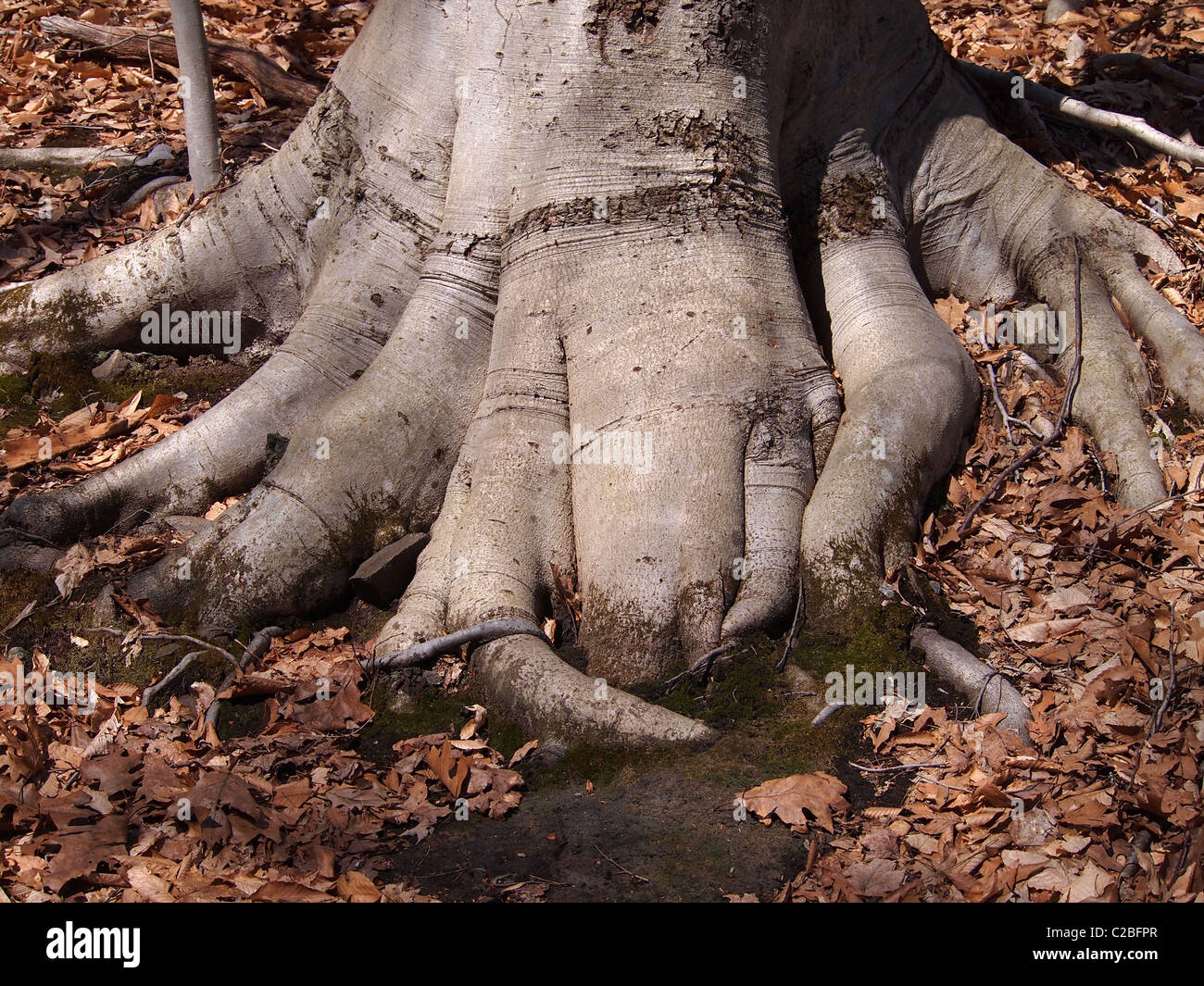 Tree roots resembling toes at a state park nature preserve, USA, April ...