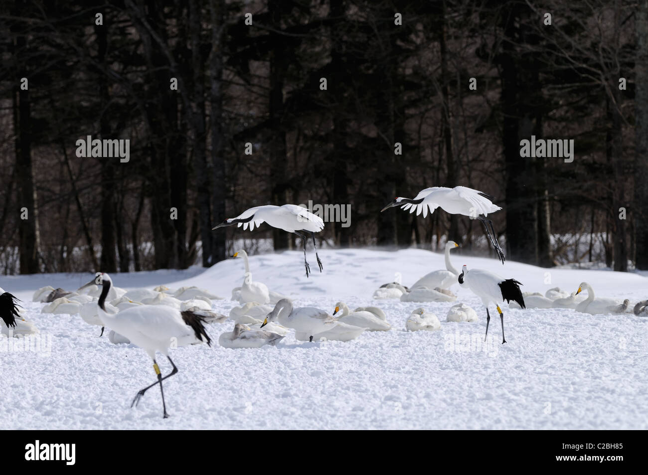 Manchurian cranes fighting hi-res stock photography and images - Alamy