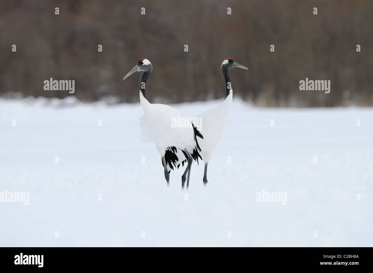 Manchurian cranes fighting hi-res stock photography and images - Alamy