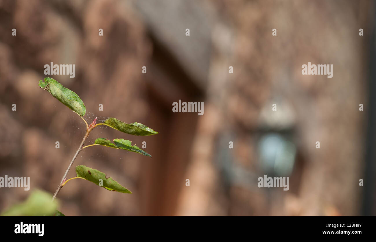 Close up of leaves on a plant in a front garden Stock Photo - Alamy