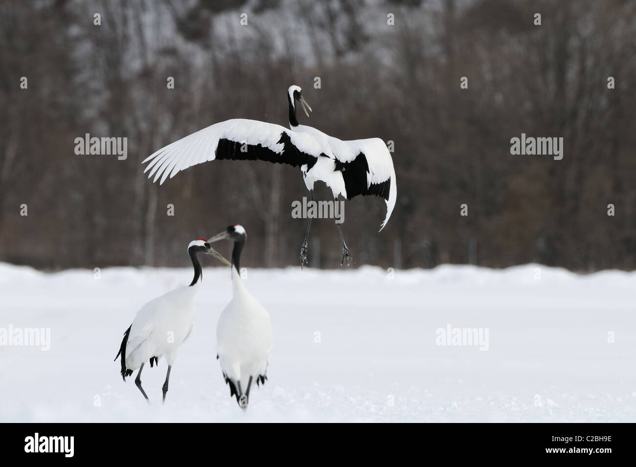 Manchurian cranes fighting hi-res stock photography and images - Alamy