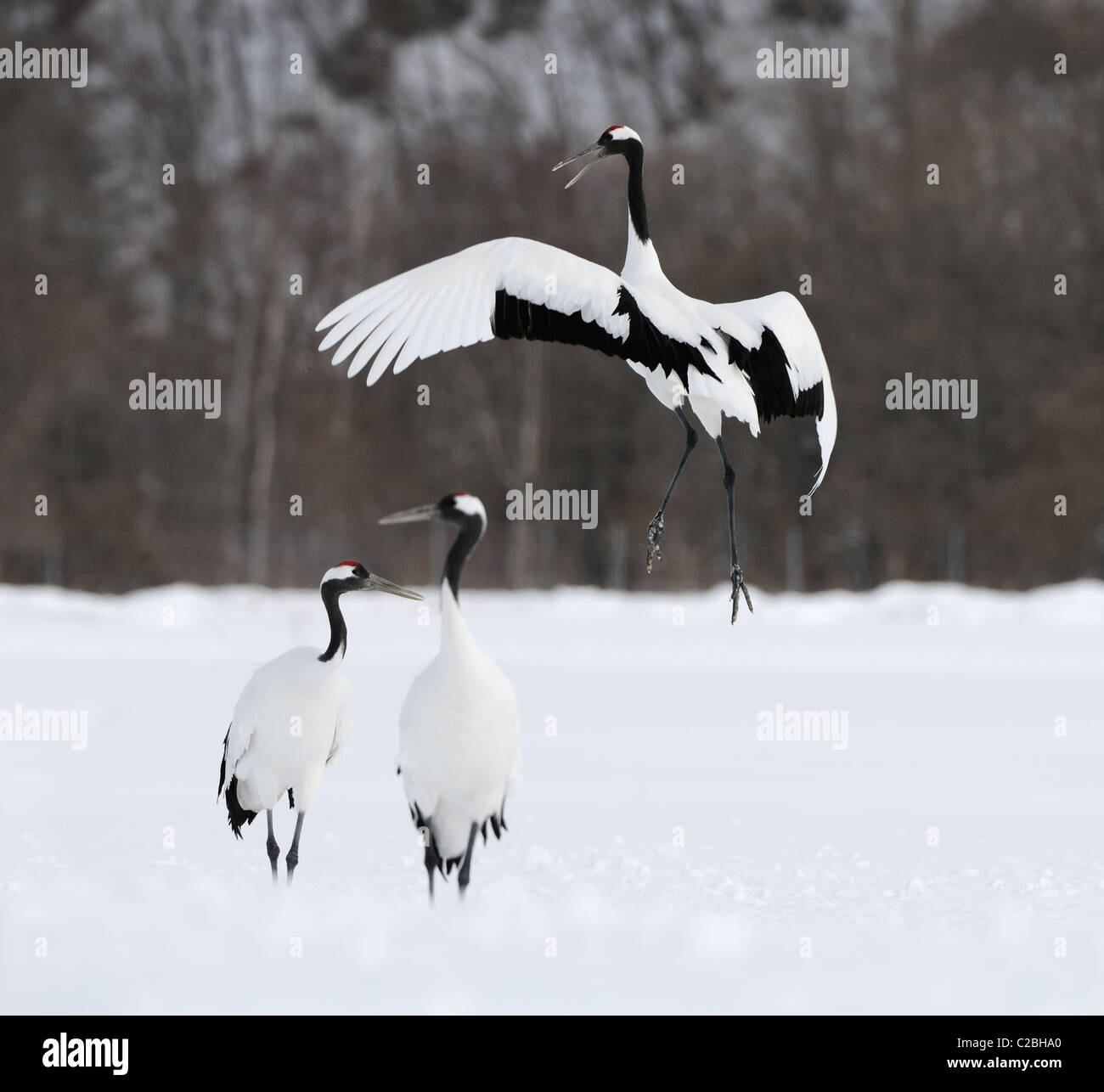 Manchurian cranes fighting hi-res stock photography and images - Alamy