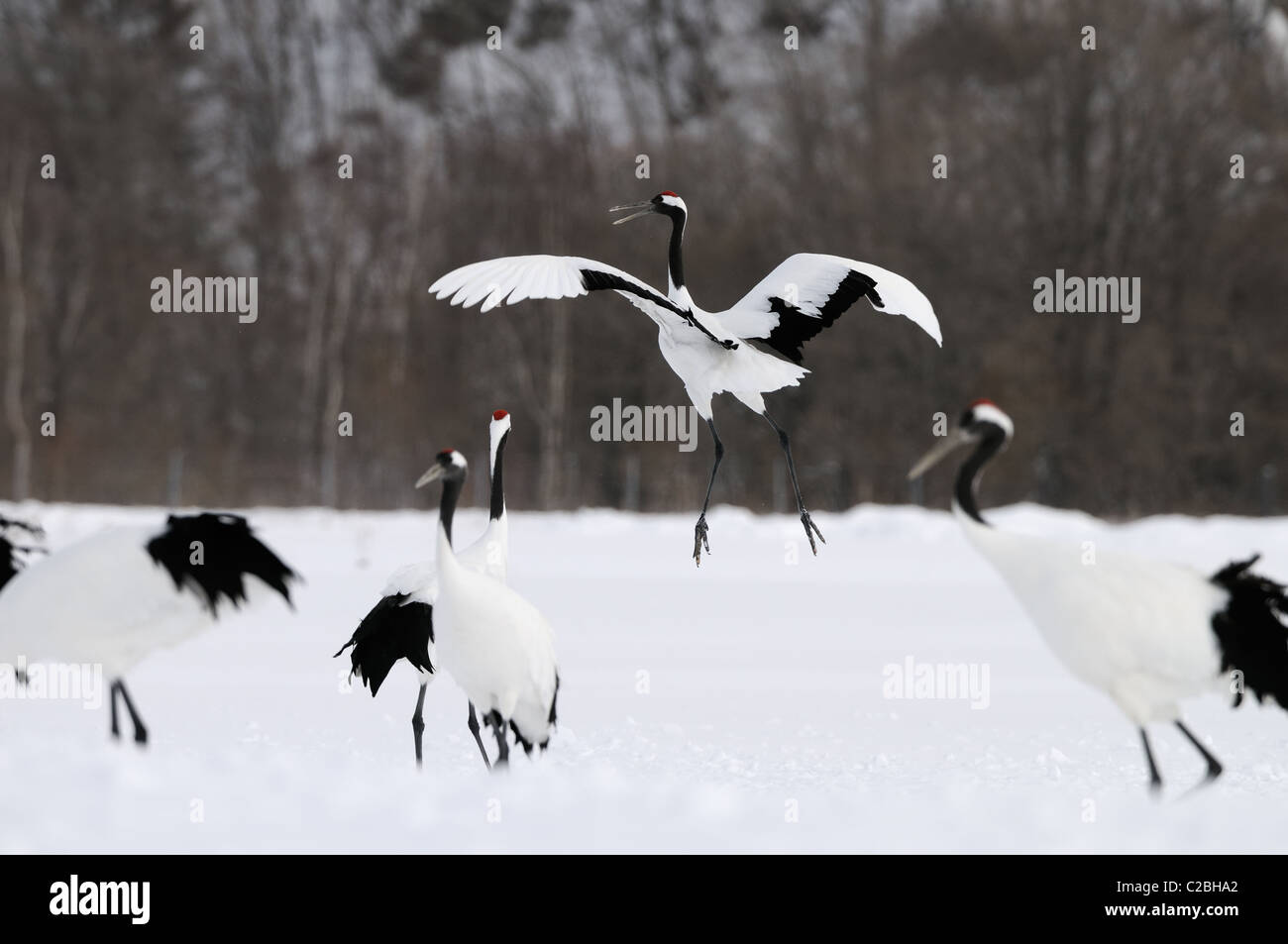 Manchurian cranes fighting hi-res stock photography and images - Alamy