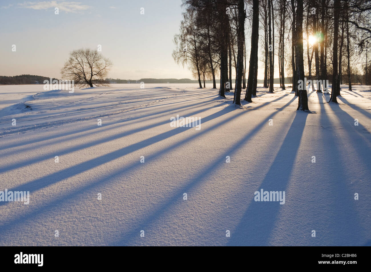 White birch tree sunrise hi-res stock photography and images - Alamy