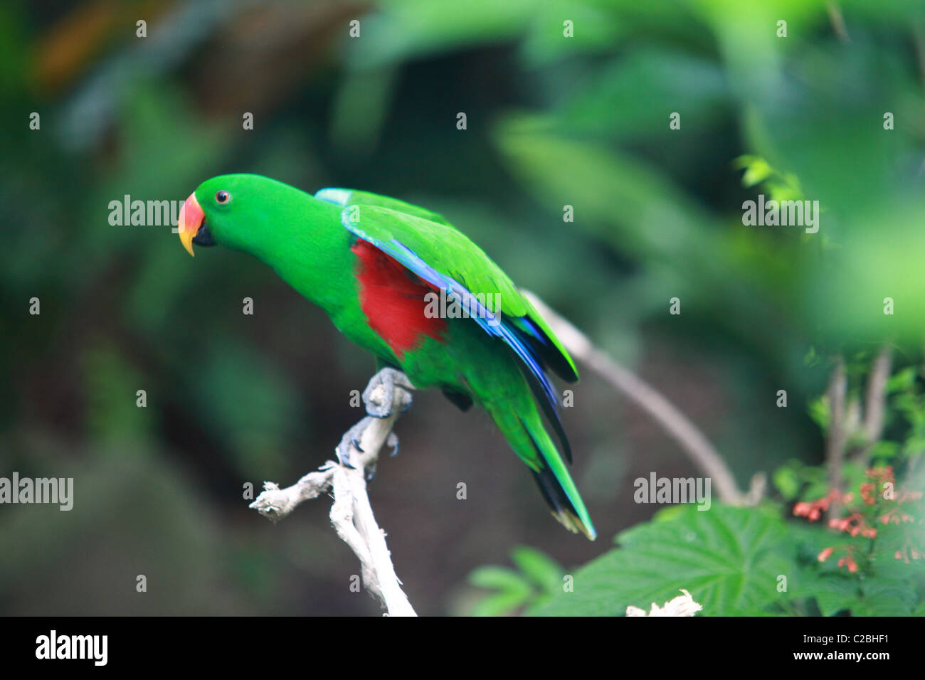 Green parrot (Eclectus Stock Photo - Alamy