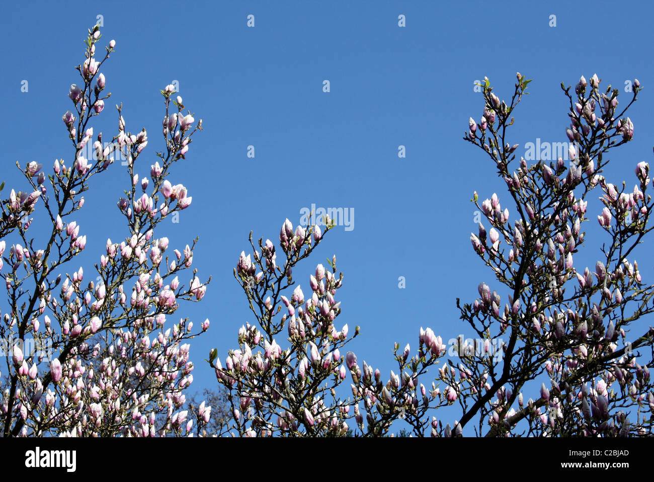 Blue magnolia hi-res stock photography and images - Alamy