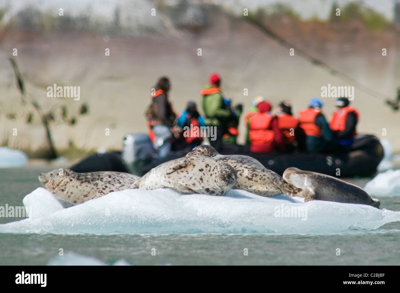 Ecotourists pass by harbor seals hauled out on ice from Dawes Glacier ...