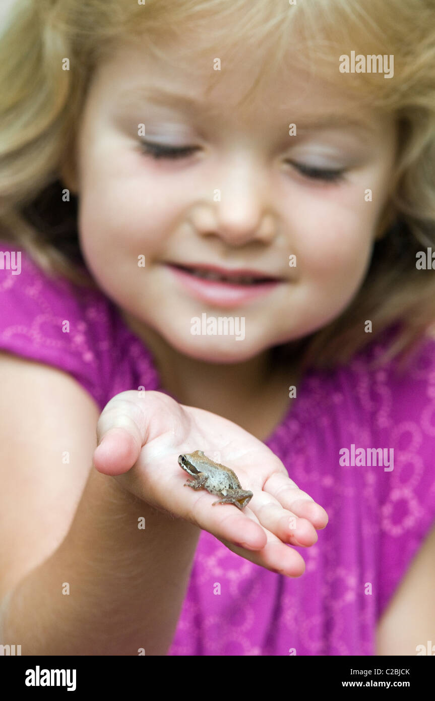 A cute girl holding a Pacific Tree Frog, Pseudacris regilla Stock Photo ...