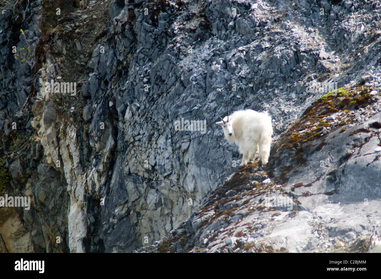 A mountain goat stands on a steep rocky cliff Stock Photo - Alamy