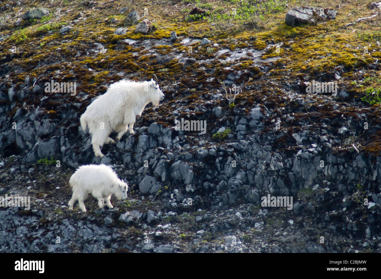 Two mountain goats climb on a small rocky cliff Stock Photo - Alamy