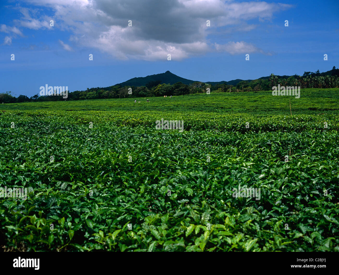 Bois cheri tea plantation hi-res stock photography and images - Alamy