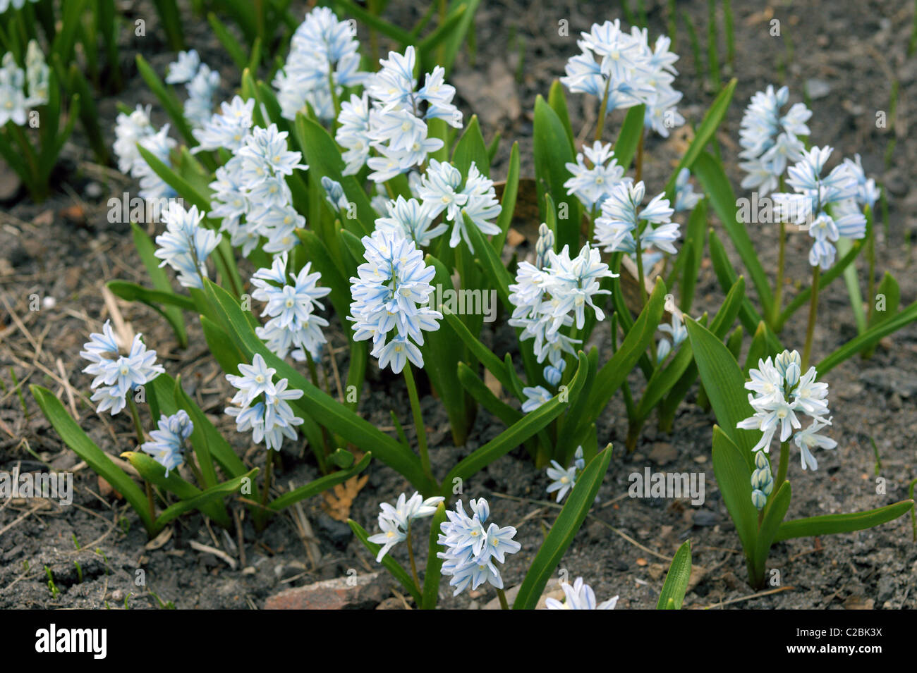 Striped squill Puschkinia scilloides spring flowers close up Stock Photo - Alamy