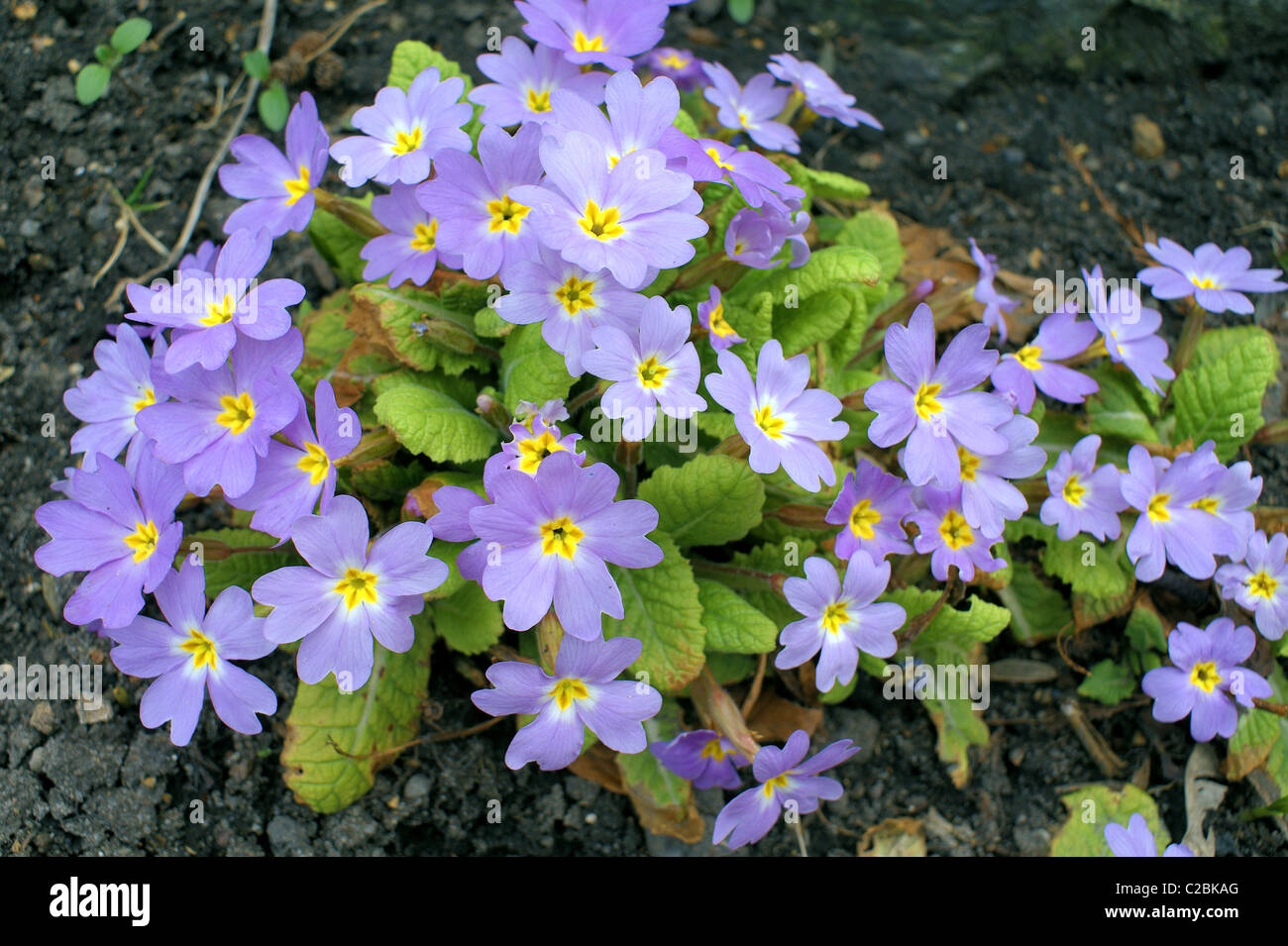 Primula julian hi-res stock photography and images - Alamy