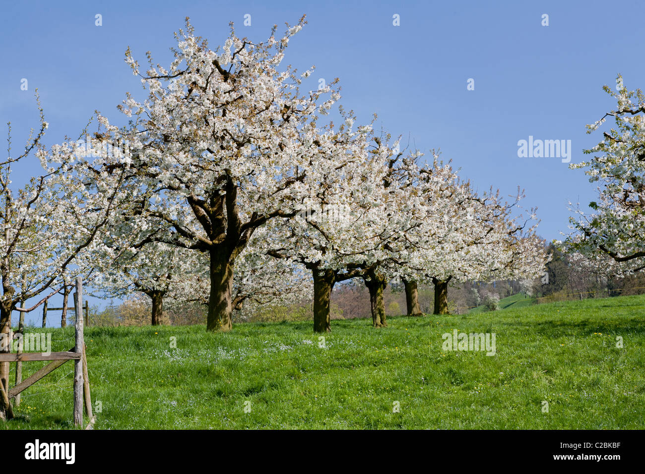 Cherry Trees in Bloom Stock Photo - Alamy