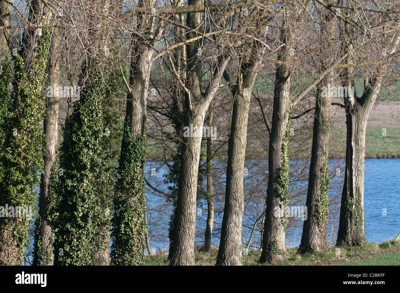 Trees by a reservoir Stock Photo - Alamy