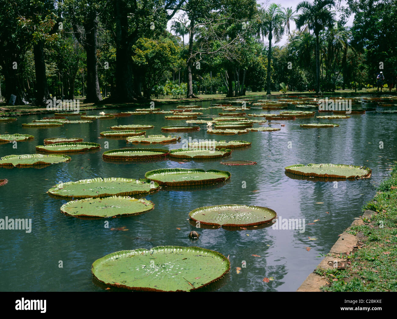 Pamplemousses Mauritius Stock Photo - Alamy