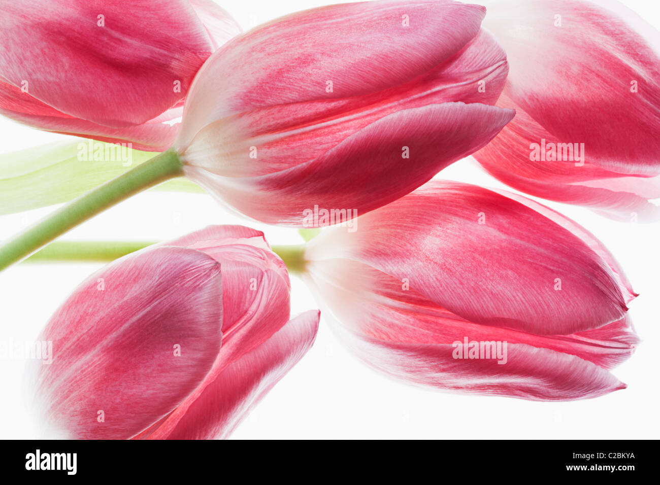 five red tulips on a white background Stock Photo - Alamy