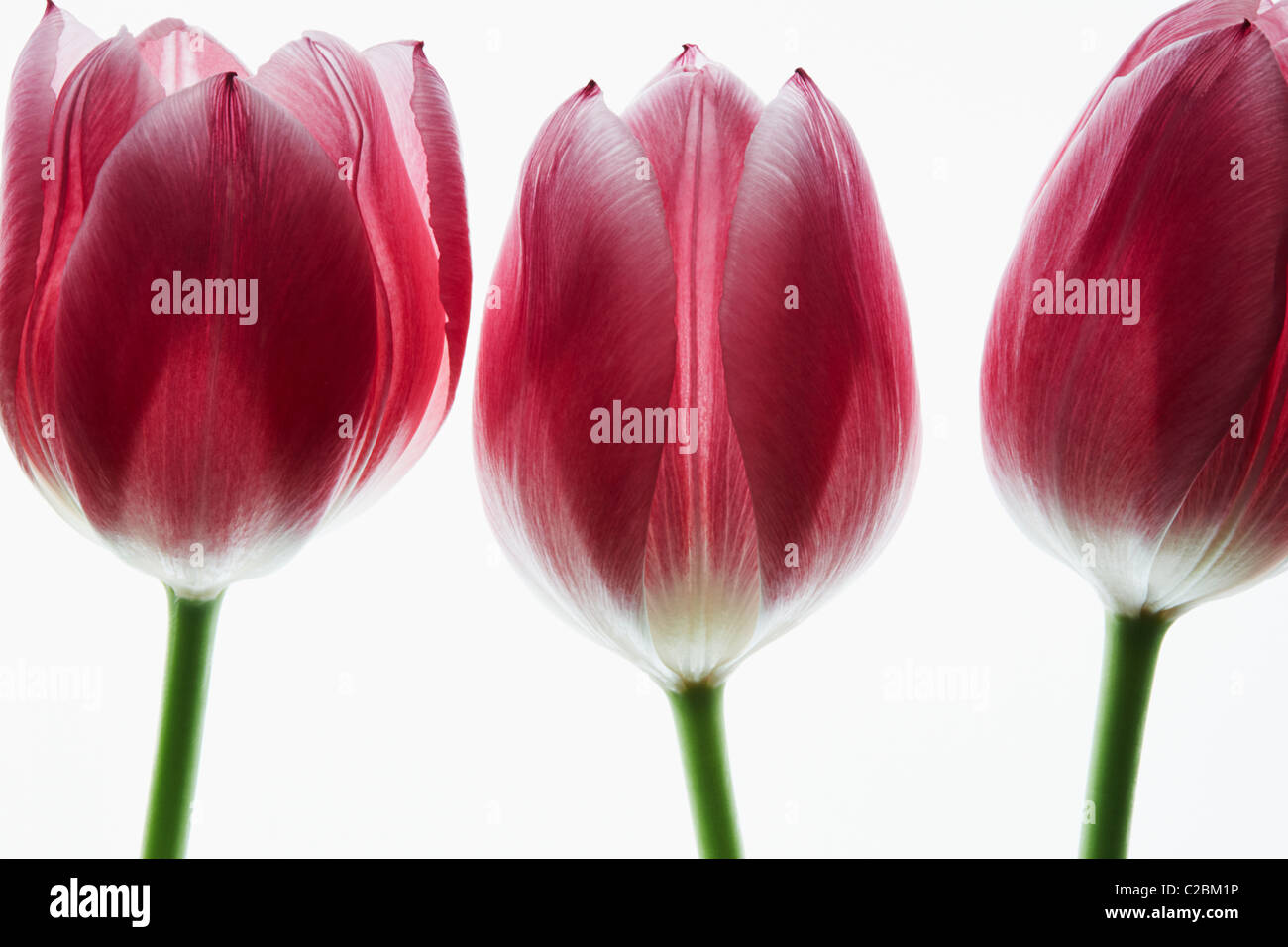 three tulips on a white background Stock Photo - Alamy