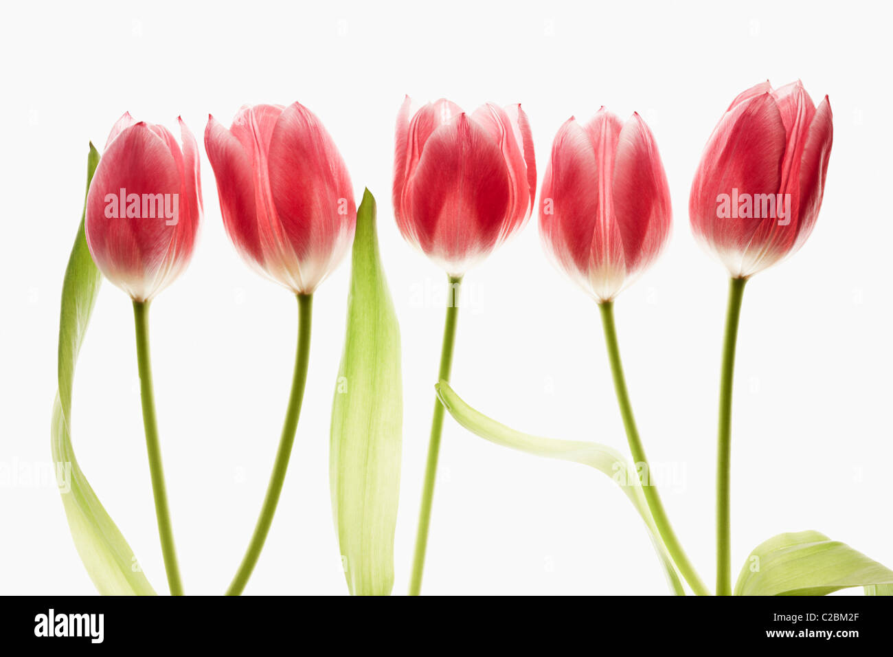 five red tulips on a white background Stock Photo - Alamy