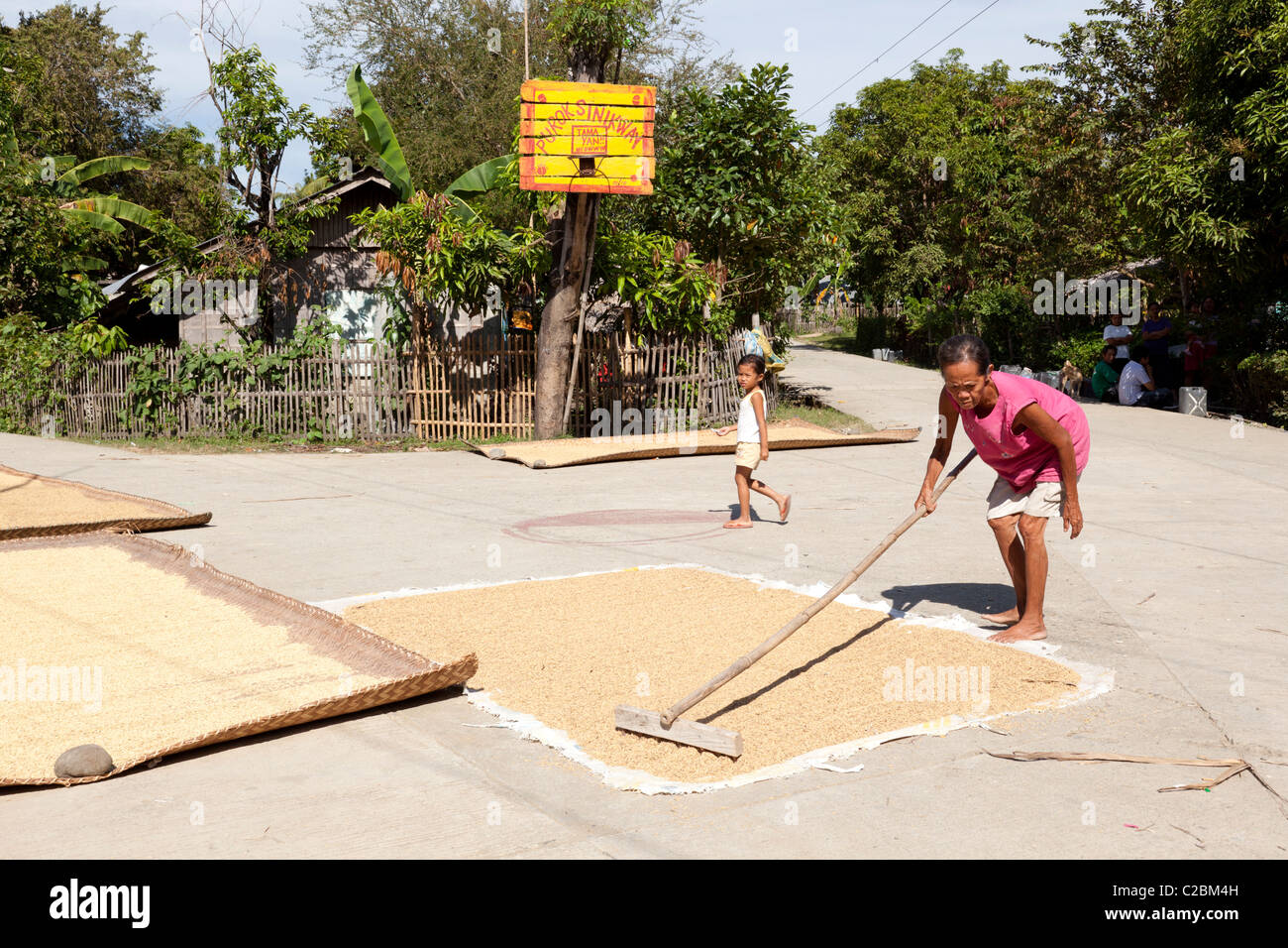 A woman raking rice while it is drying in the sun on the street. Iloilo ...