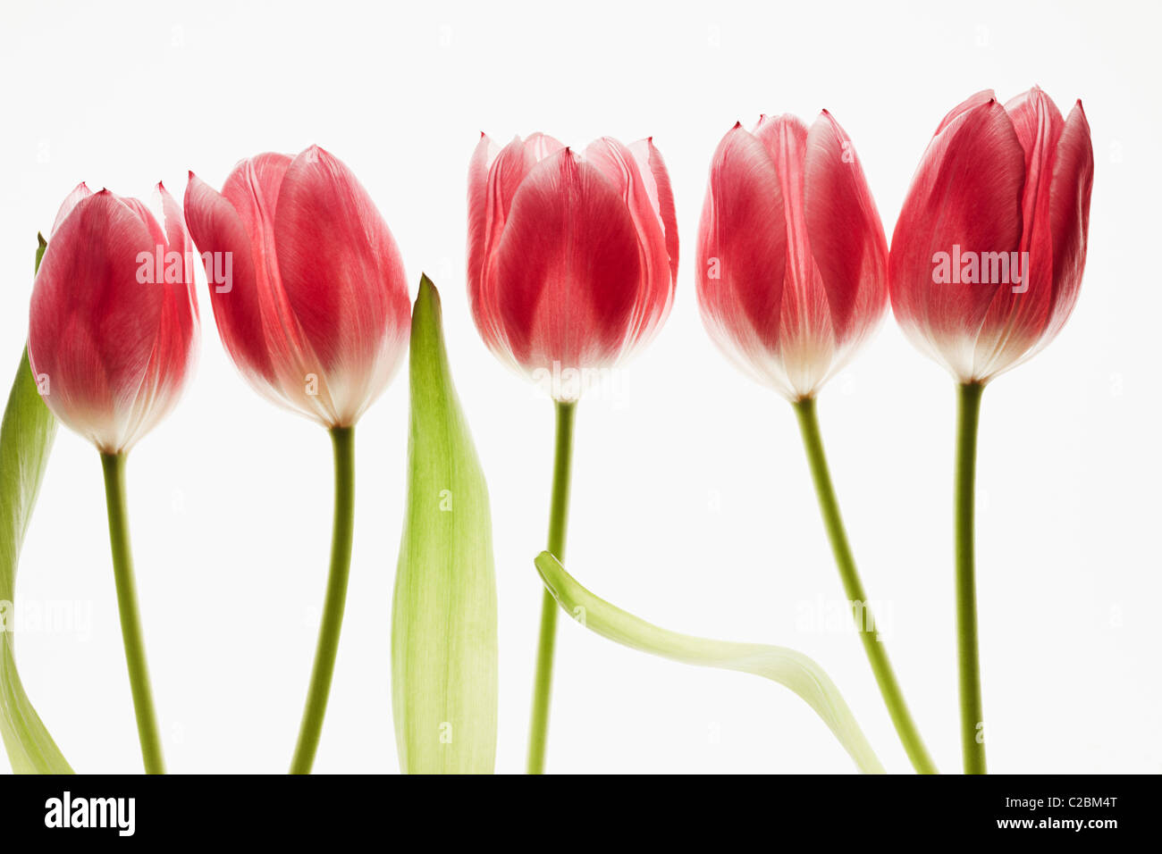 five red tulips on a white background Stock Photo - Alamy