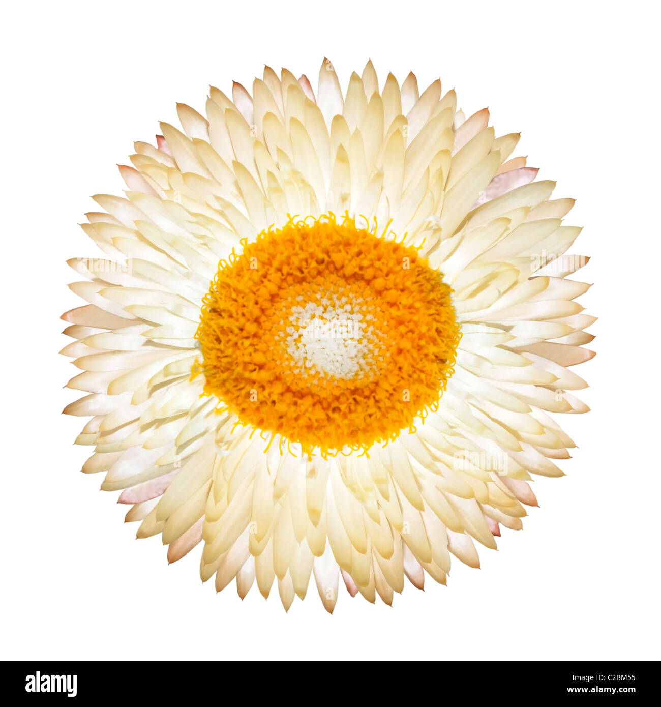 White Strawflower Isolated on White Background - Helipterum ...