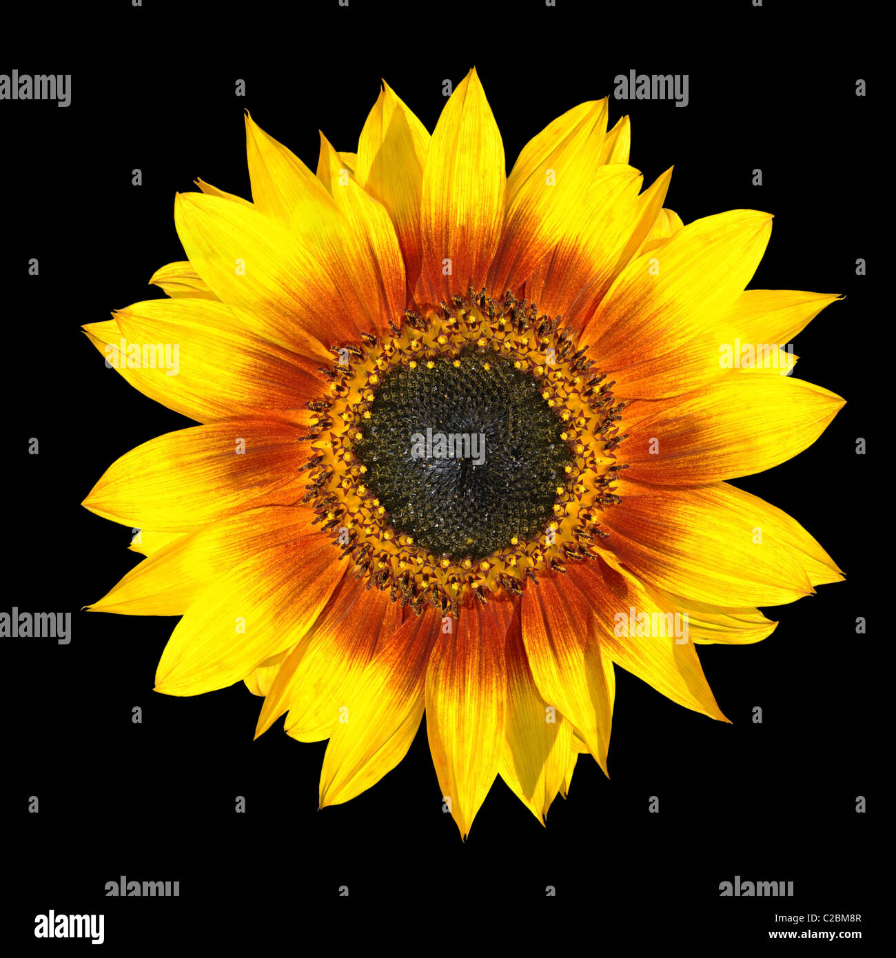 Fresh Yellow Sunflower Fresh Petals Closeup Isolated on Black ...