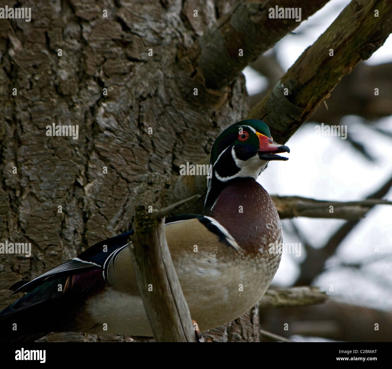 Wood Duck , Aix sponsa, perched in a tree Stock Photo - Alamy
