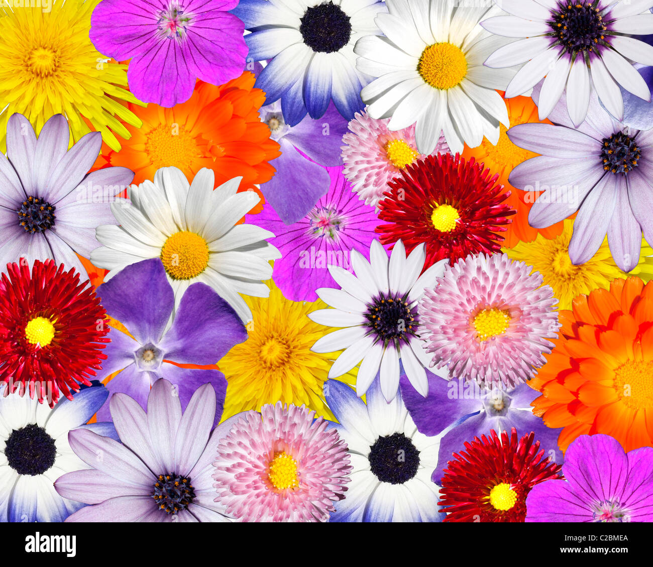 Daisy pin hi-res stock photography and images - Alamy