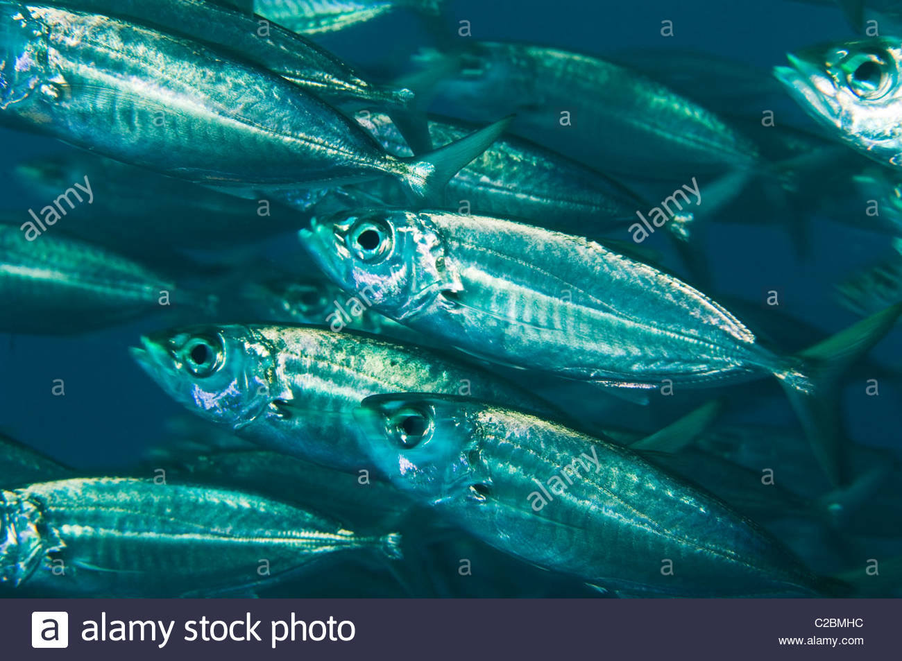 Mojarra Stock Photos & Mojarra Stock Images - Alamy