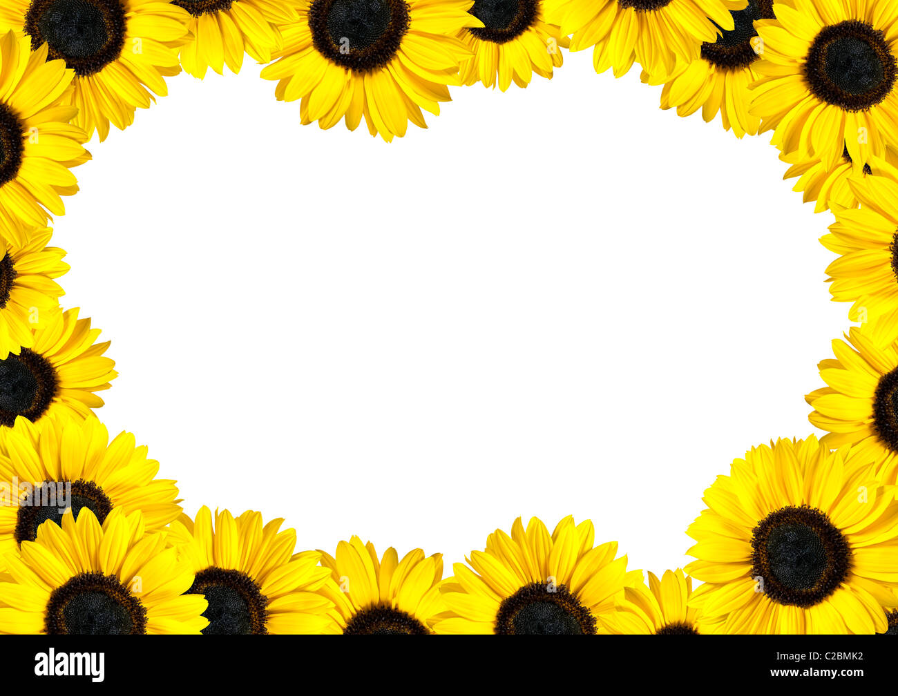 sunflower frame flower yellow Helianthus sun Stock Photo - Alamy
