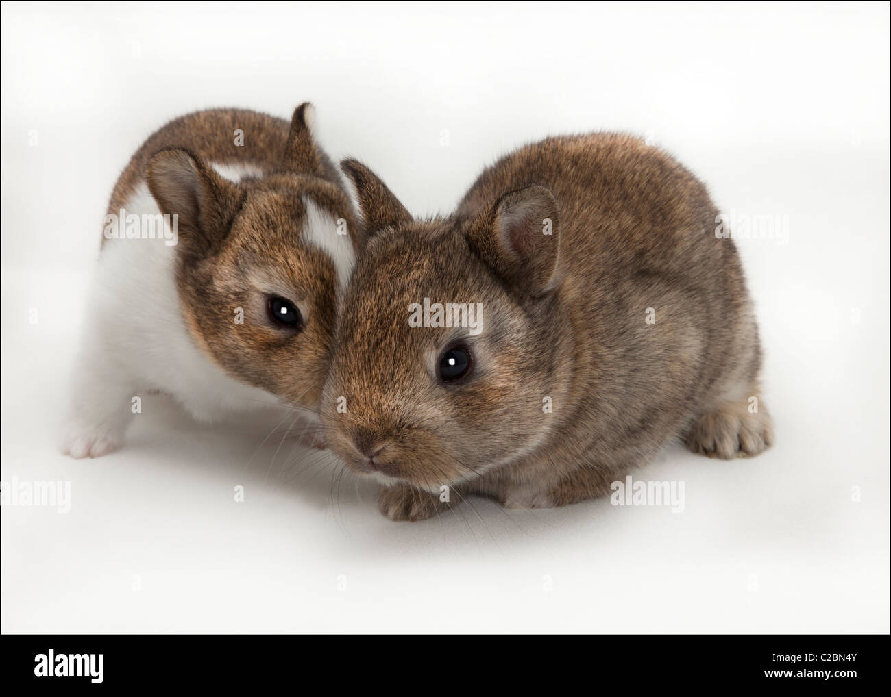 Cute rabbits talking hi-res stock photography and images - Alamy