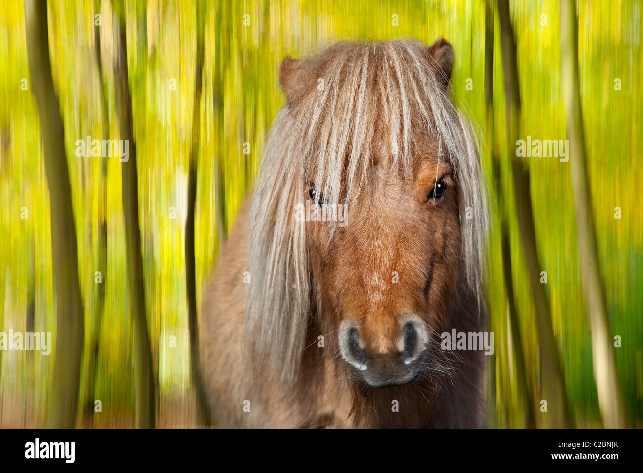 SHETLAND PONY IN THE FOREST RUNNING Stock Photo - Alamy