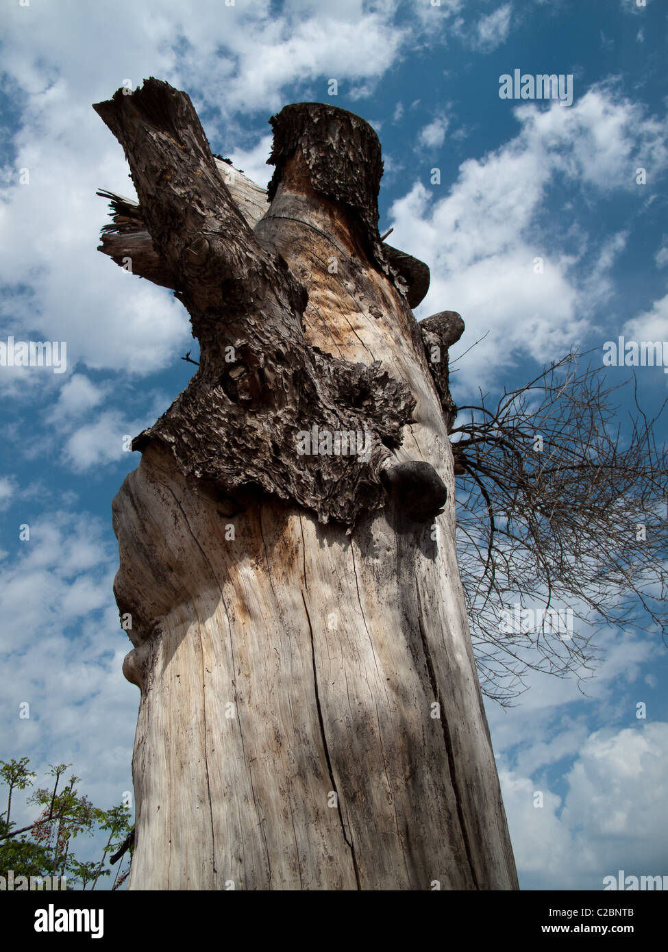 Dead tree trunk Stock Photo - Alamy