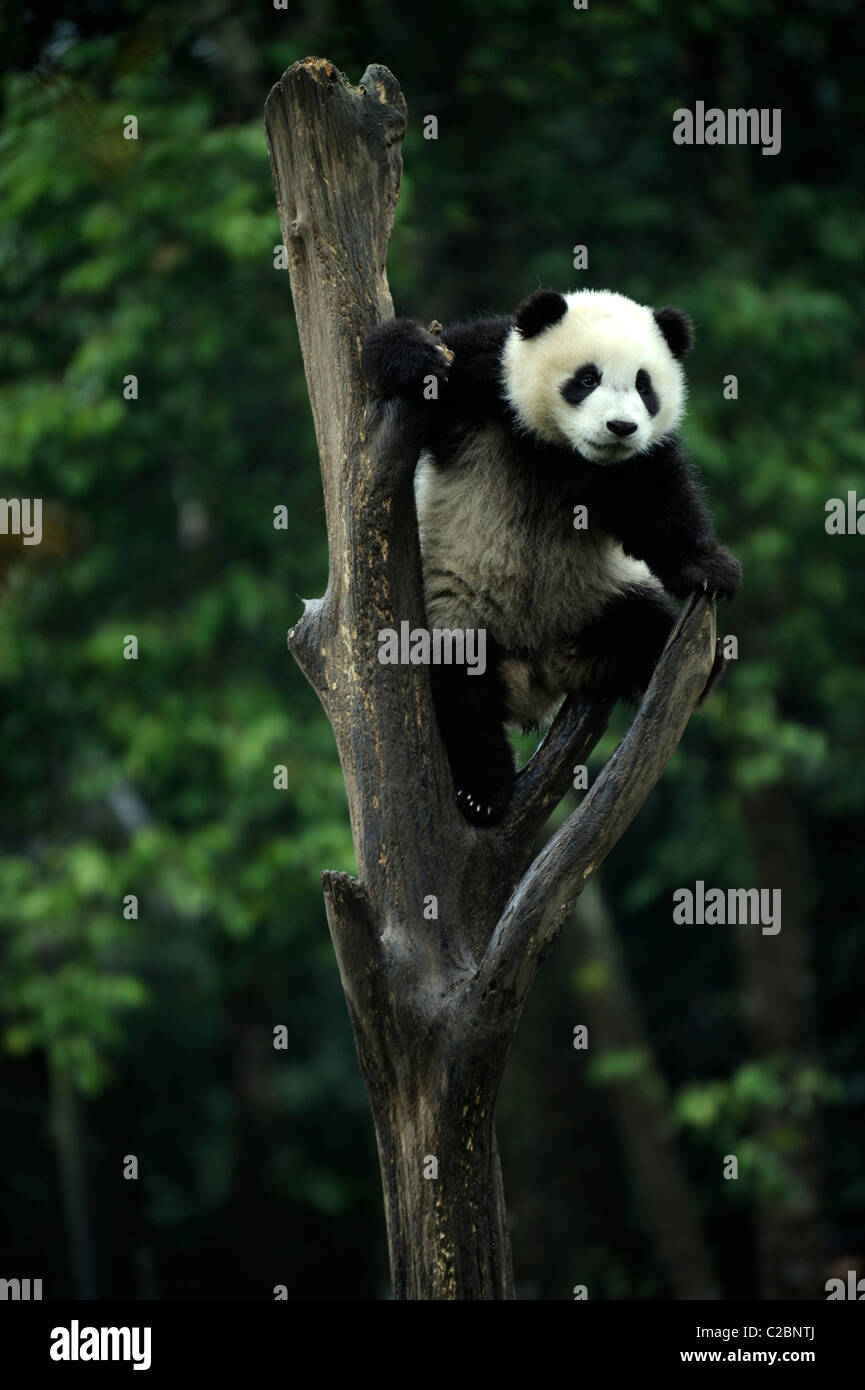 Baby panda up a tree at Bifengxia Panda Base in Yaan, Sichuan province ...