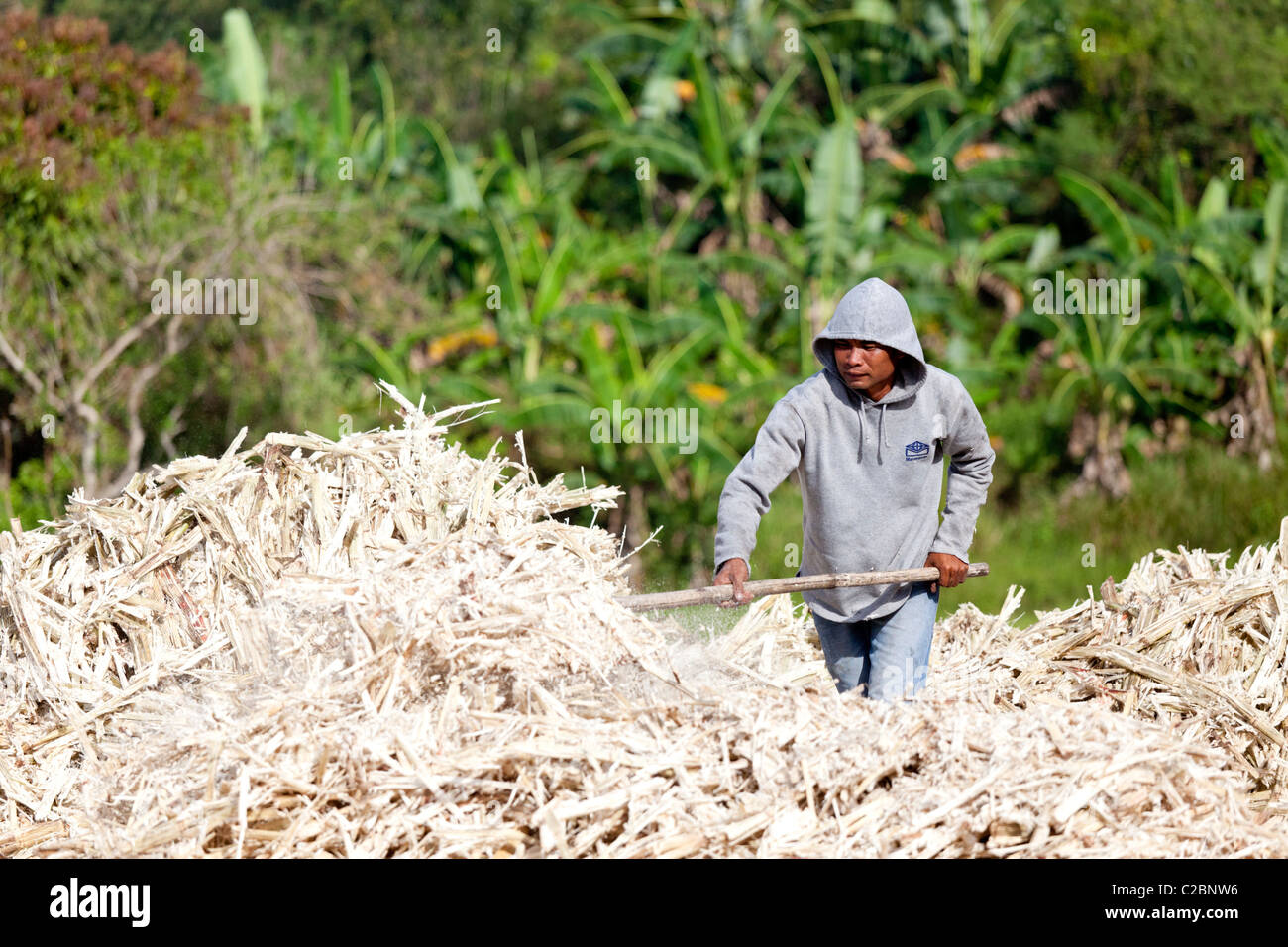 A Filippino worker prepares sugarcane for processing at a sugar mill in ...