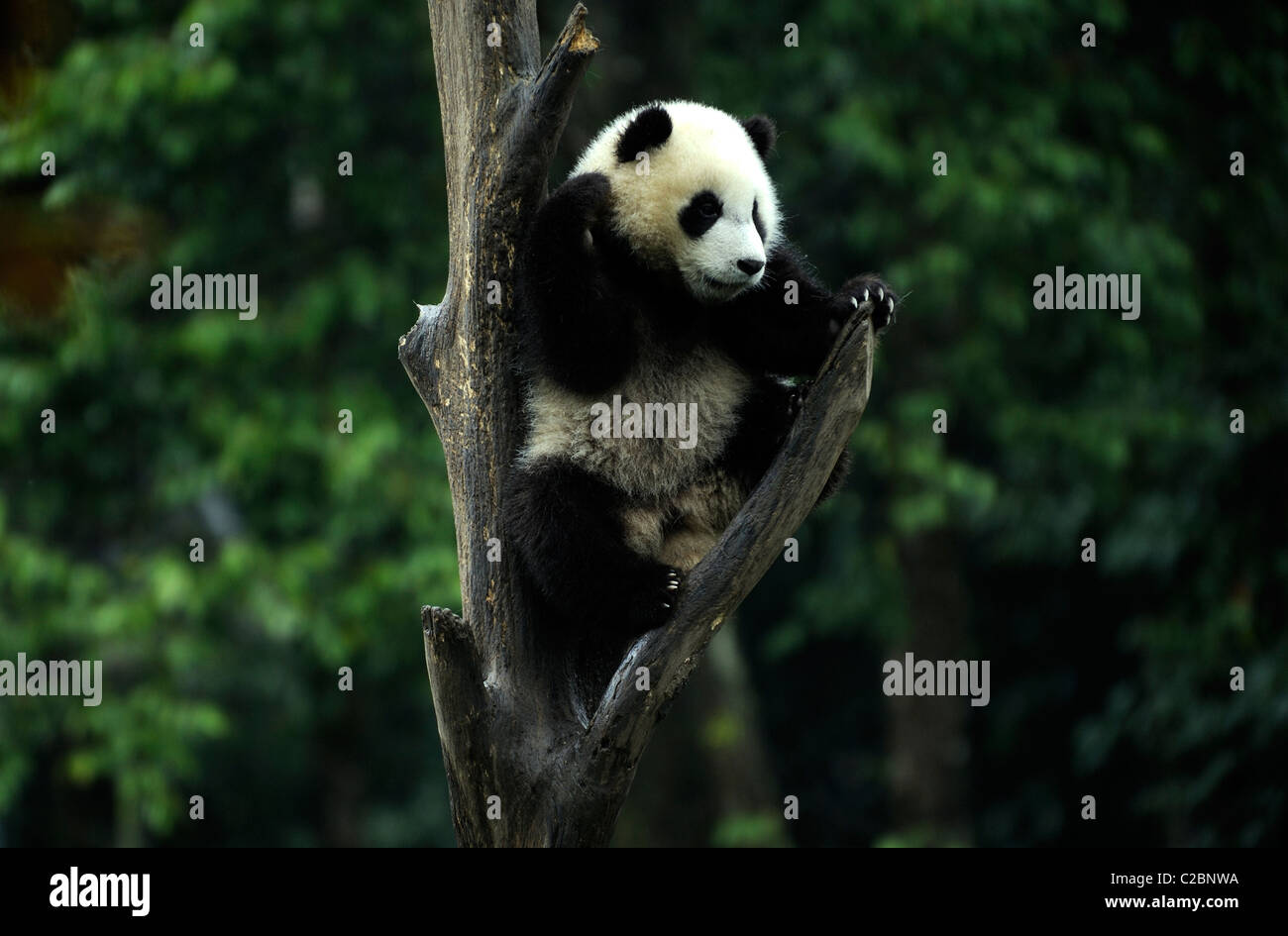 Baby panda up a tree at Bifengxia Panda Base in Yaan, Sichuan province ...