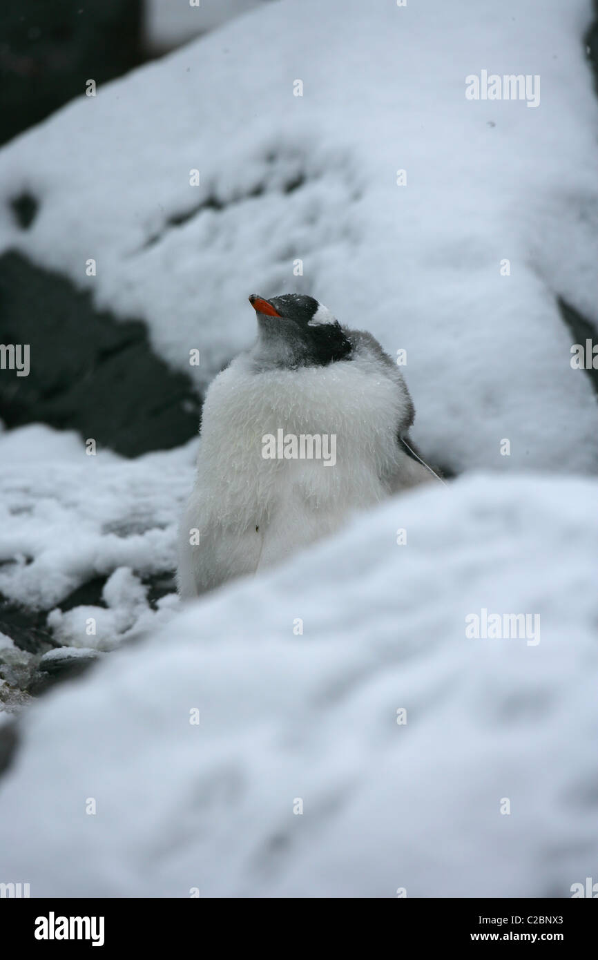 Single moulting (molting) [Gentoo Penguin] [Pygoscelis papua ...