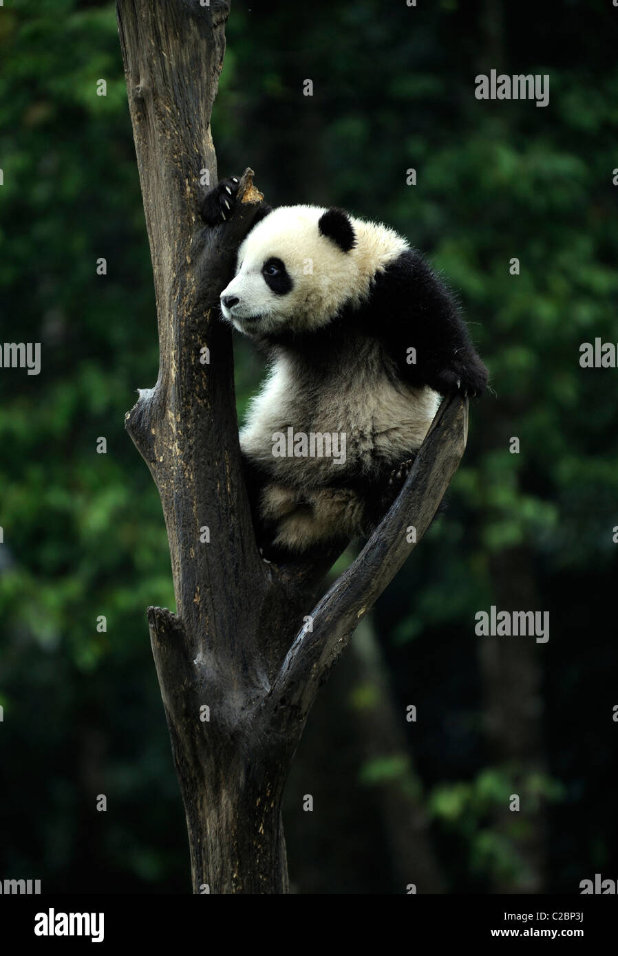 Panda tree china hi-res stock photography and images - Alamy