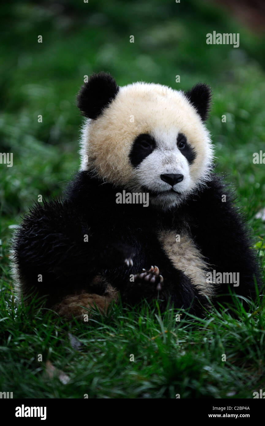 Baby panda at Bifengxia Panda Base in Yaan, Sichuan province, China. 05 ...