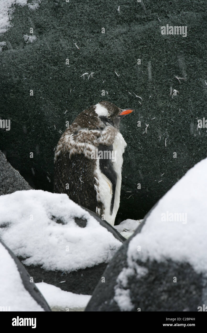 South west papua hi-res stock photography and images - Alamy