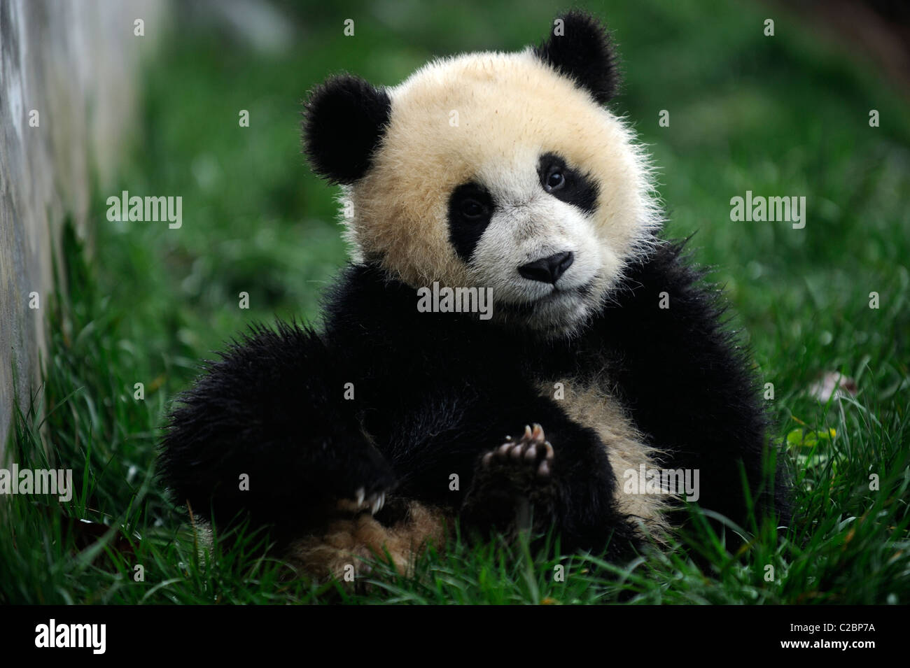Baby panda at Bifengxia Panda Base in Yaan, Sichuan province, China. 05 ...
