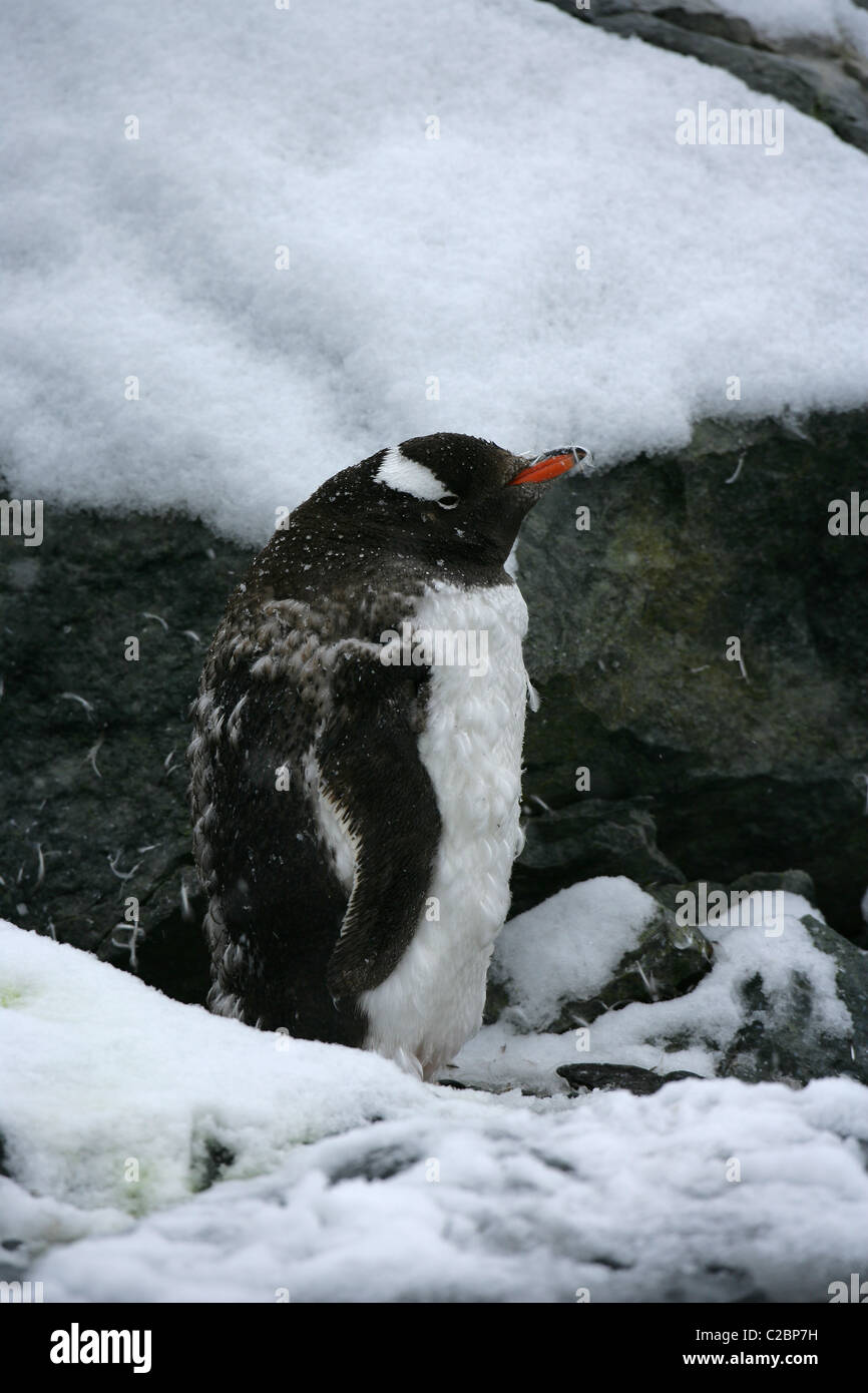 Molting penguin hi-res stock photography and images - Alamy