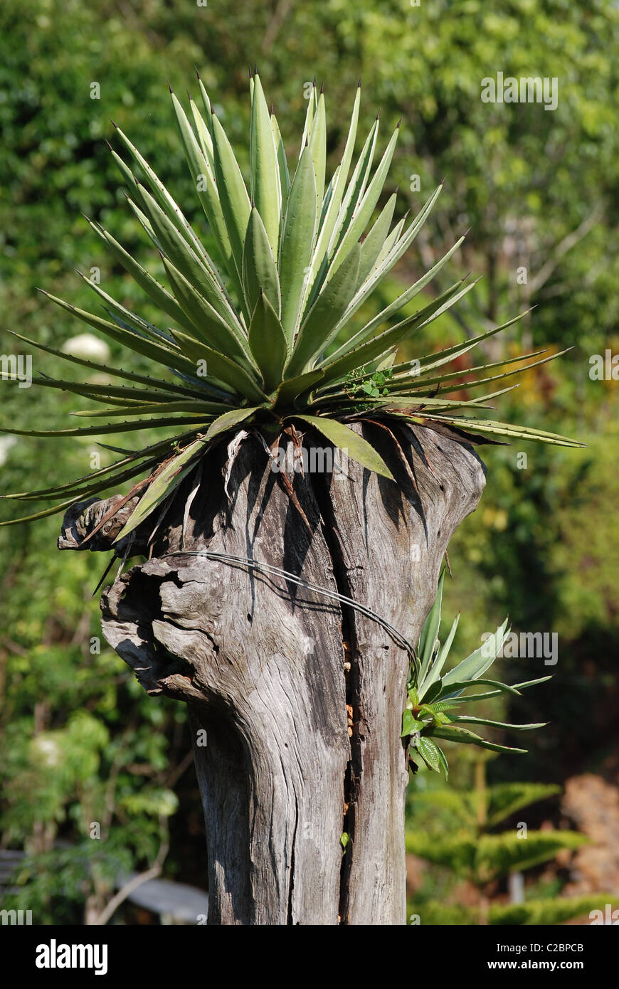 plant growing on dead tree Stock Photo - Alamy
