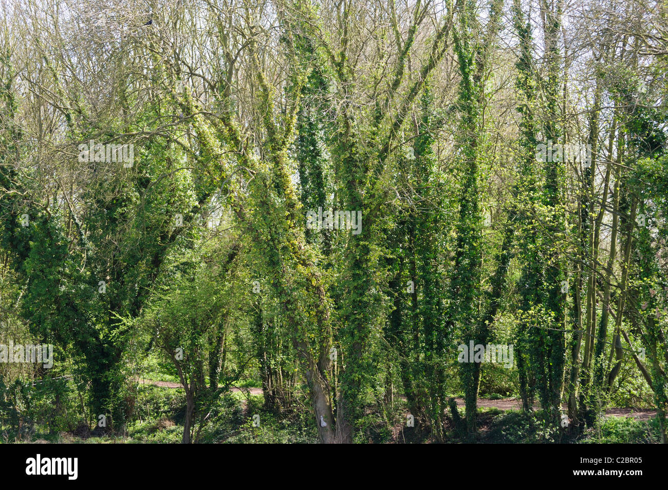 Many trees hi-res stock photography and images - Alamy