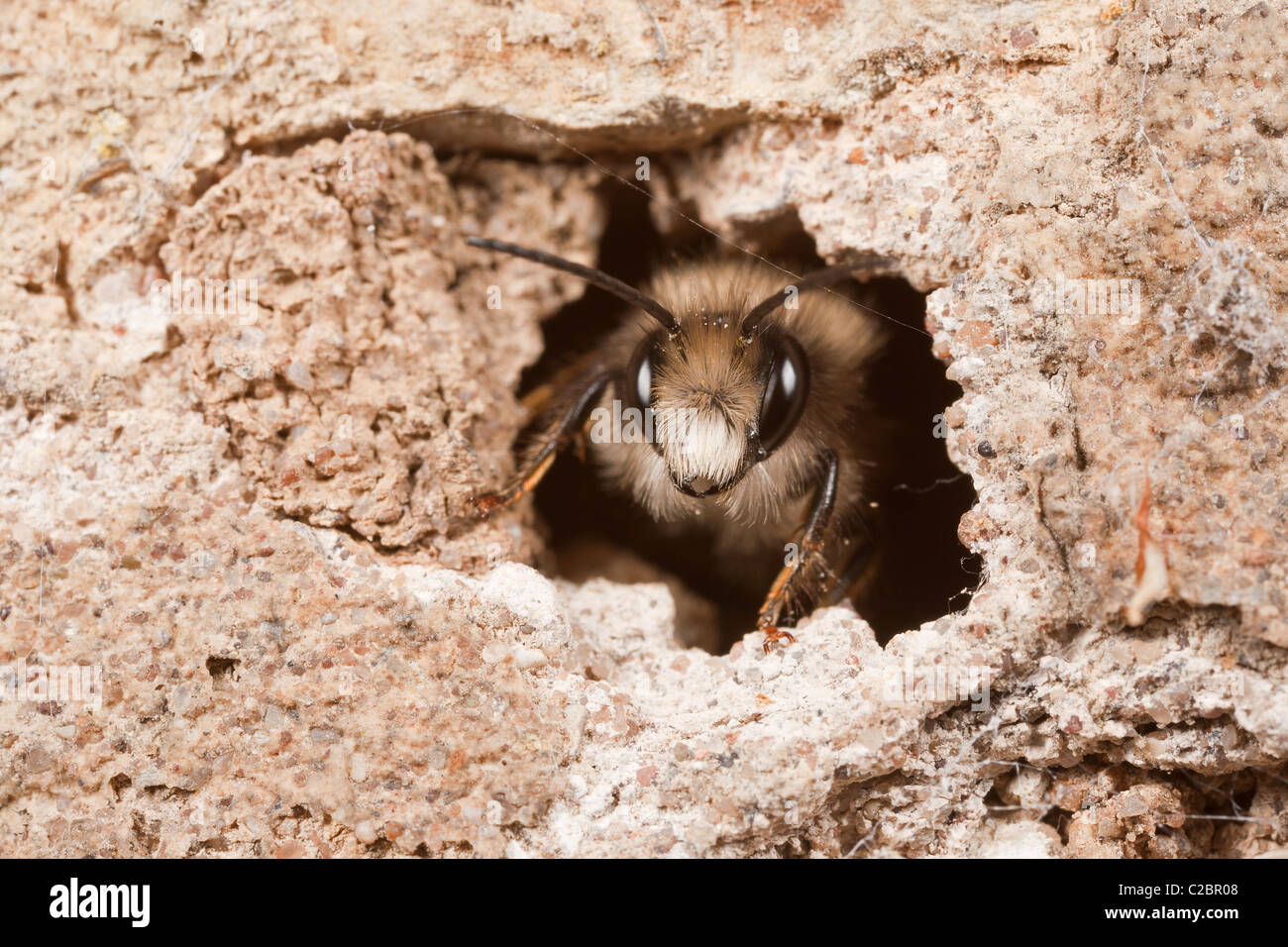 A male Red Mason Bee - Osmia rufa - looking out of its burrow in a ...