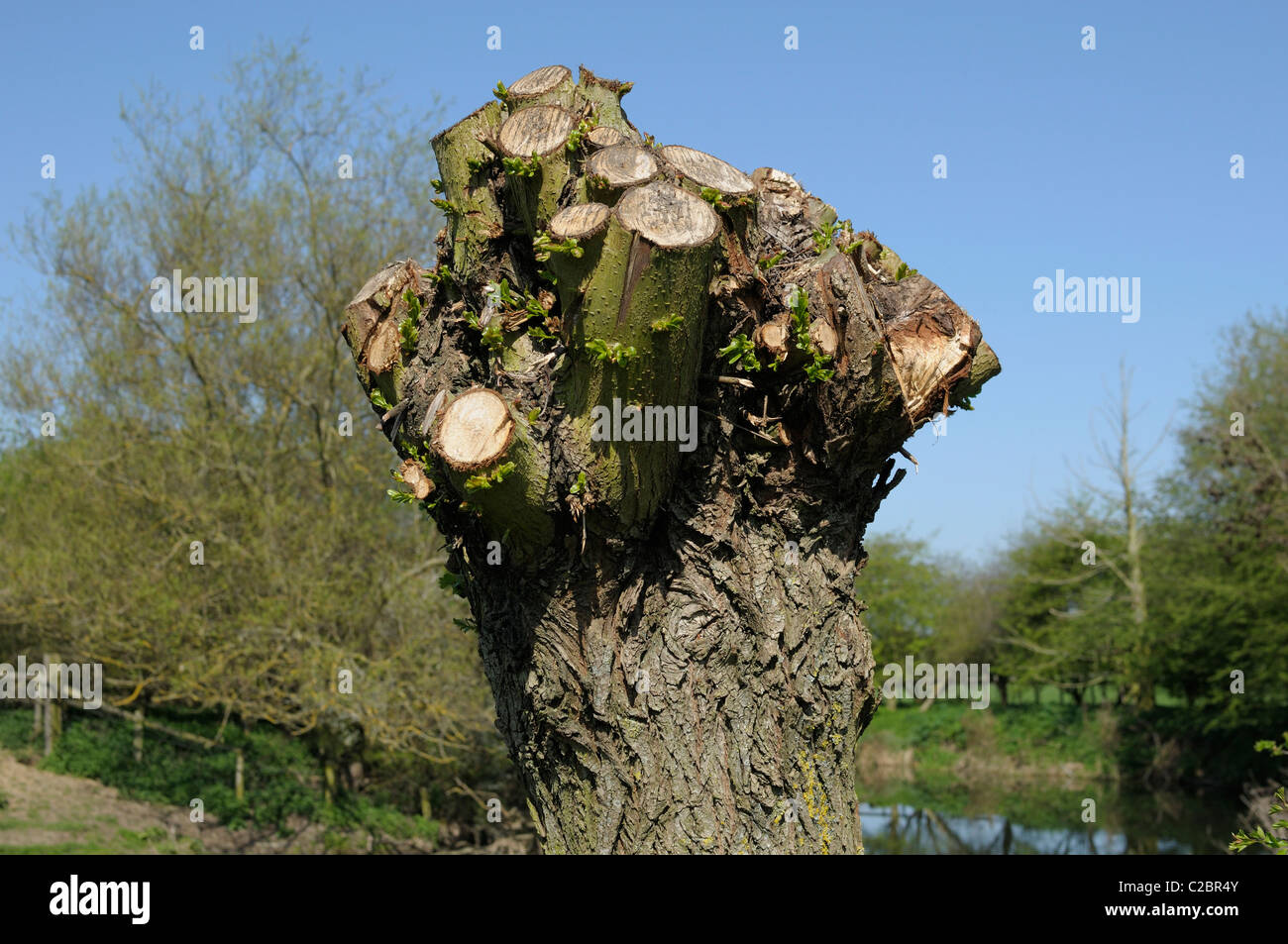 A heavily-cropped tree Stock Photo - Alamy