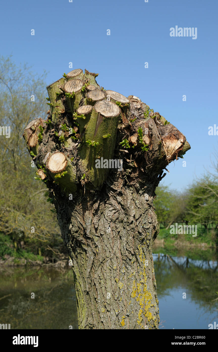 A heavily-cropped tree Stock Photo - Alamy